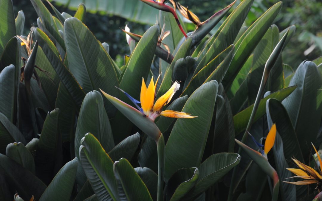 Naturalistic tourism French Riviera | Botanical Gardens French Riviera ...